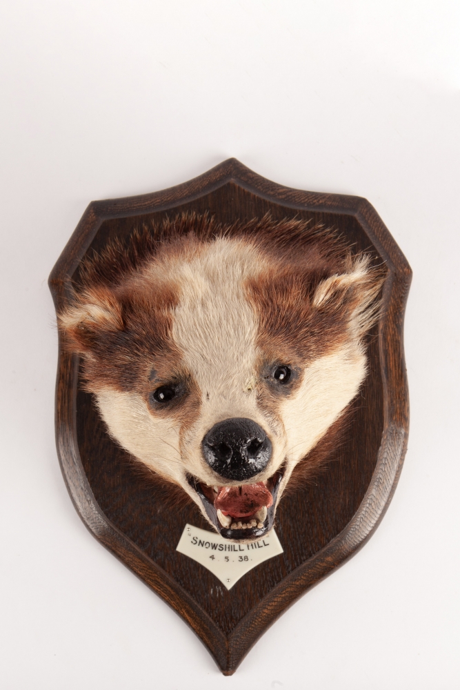 Taxidermy Badger mask by Rowland Ward