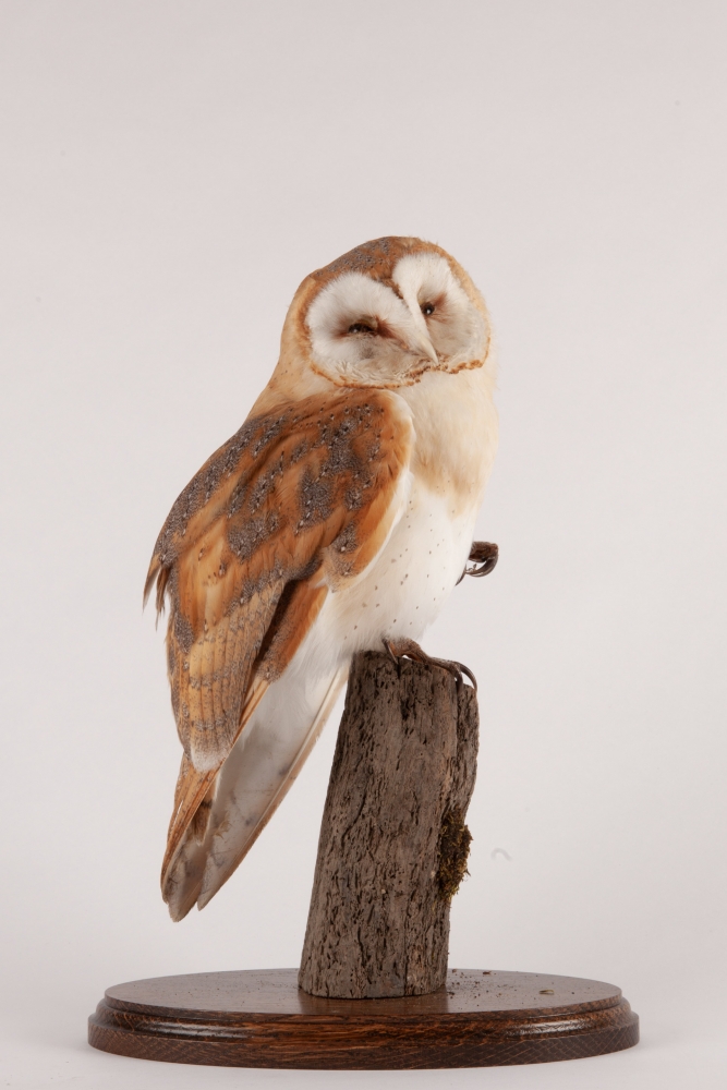 Taxidermy Barn Owl
