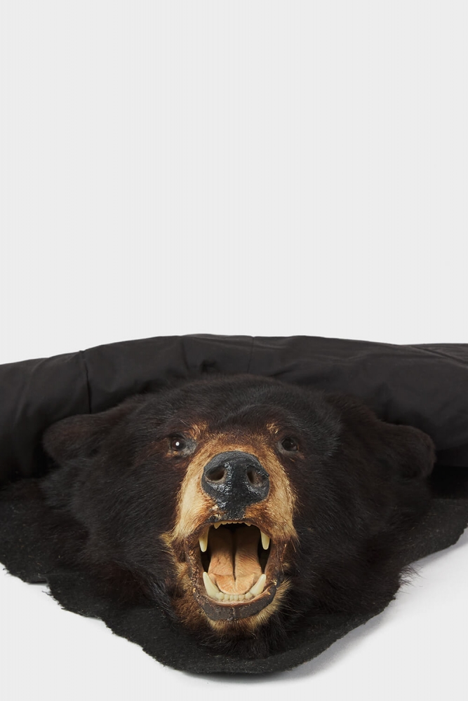 Taxidermy Black Bear Skin Rug