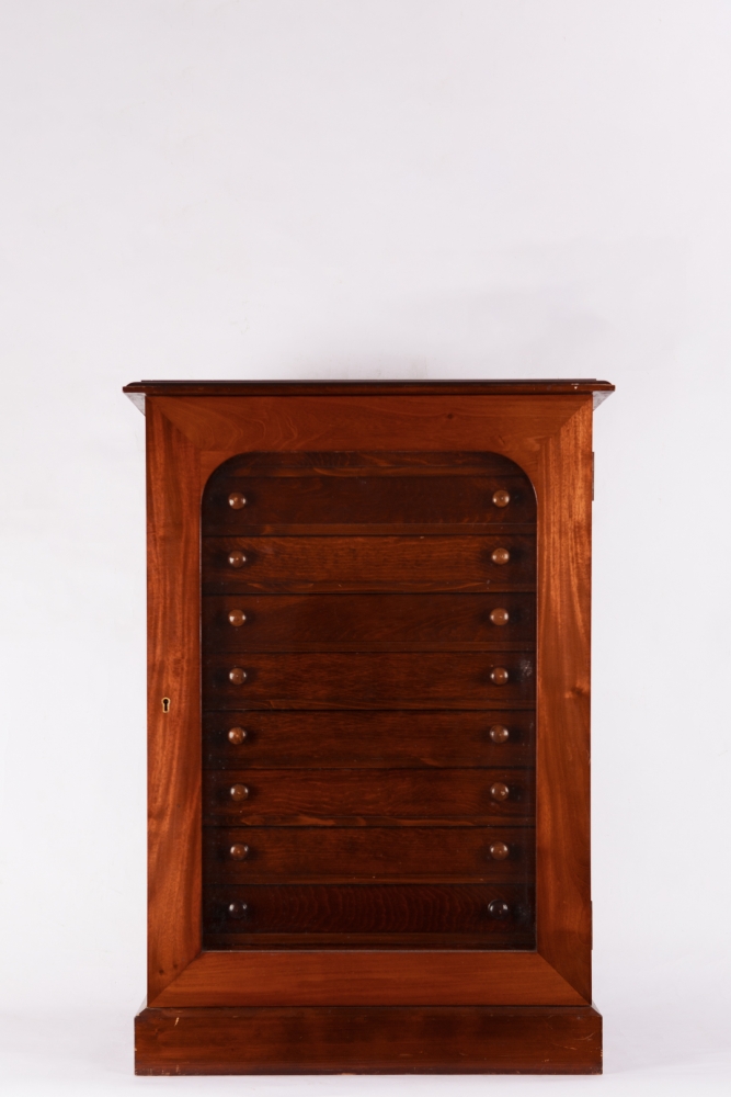 Taxidermy Fine Entomology Cabinet