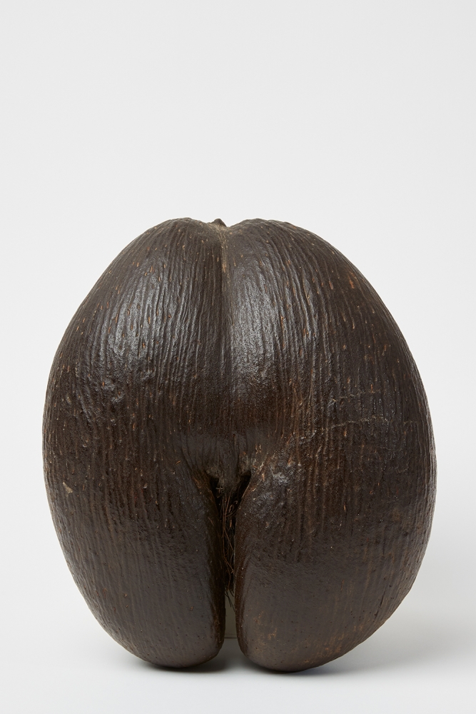 Taxidermy Coco De Mer