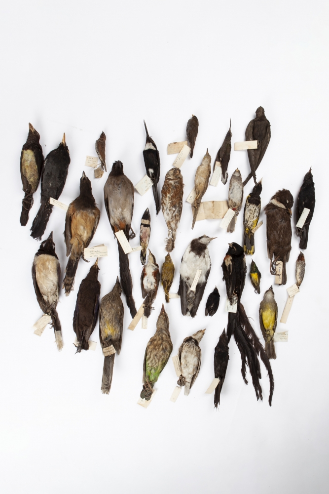 Taxidermy A collection of antique exotic bird skins, 29 in total.