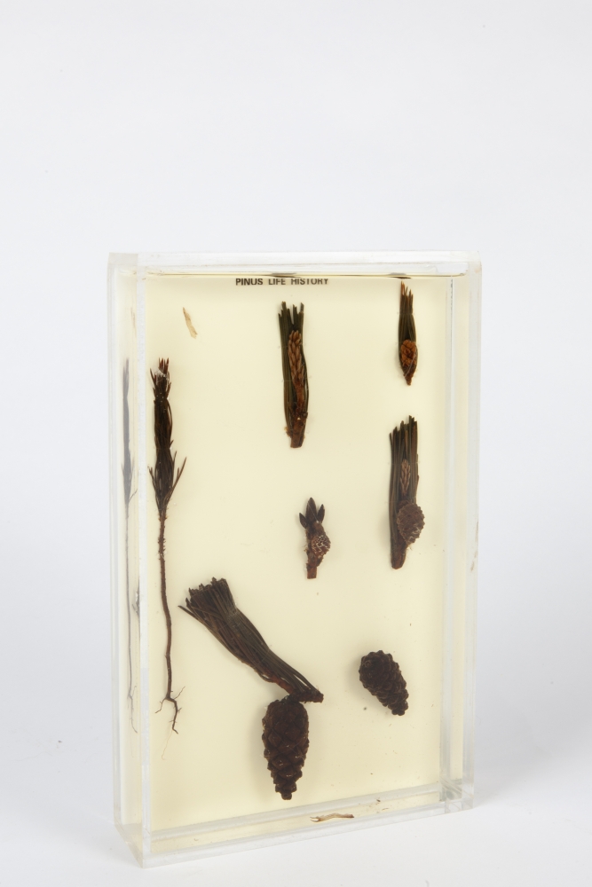 Taxidermy A collection of eleven antique wet Specimens