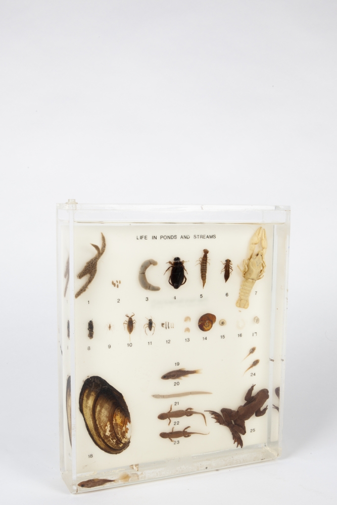 Taxidermy A collection of eleven antique wet Specimens