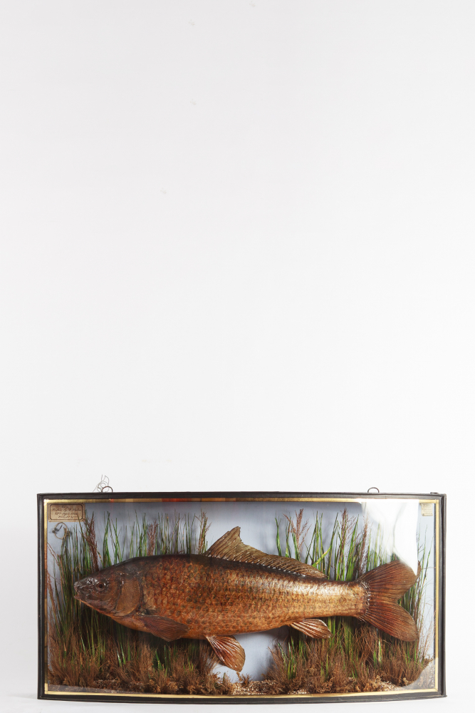 Taxidermy Carp By WM Gibson Circa 1888