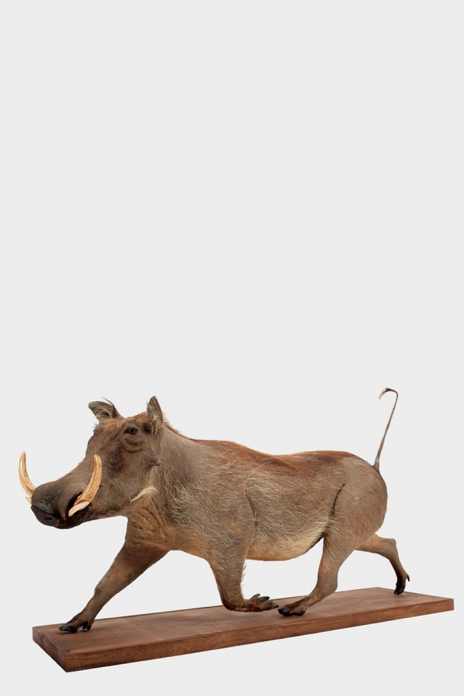 Taxidermy Full Mount Warthog