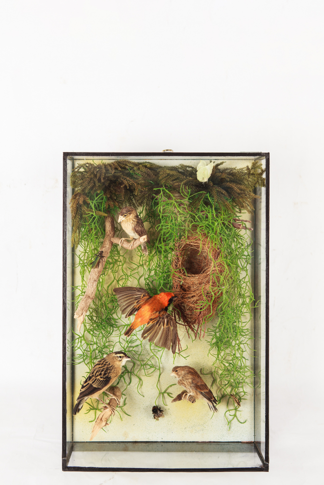 Weaver Birds Taxidermy Case