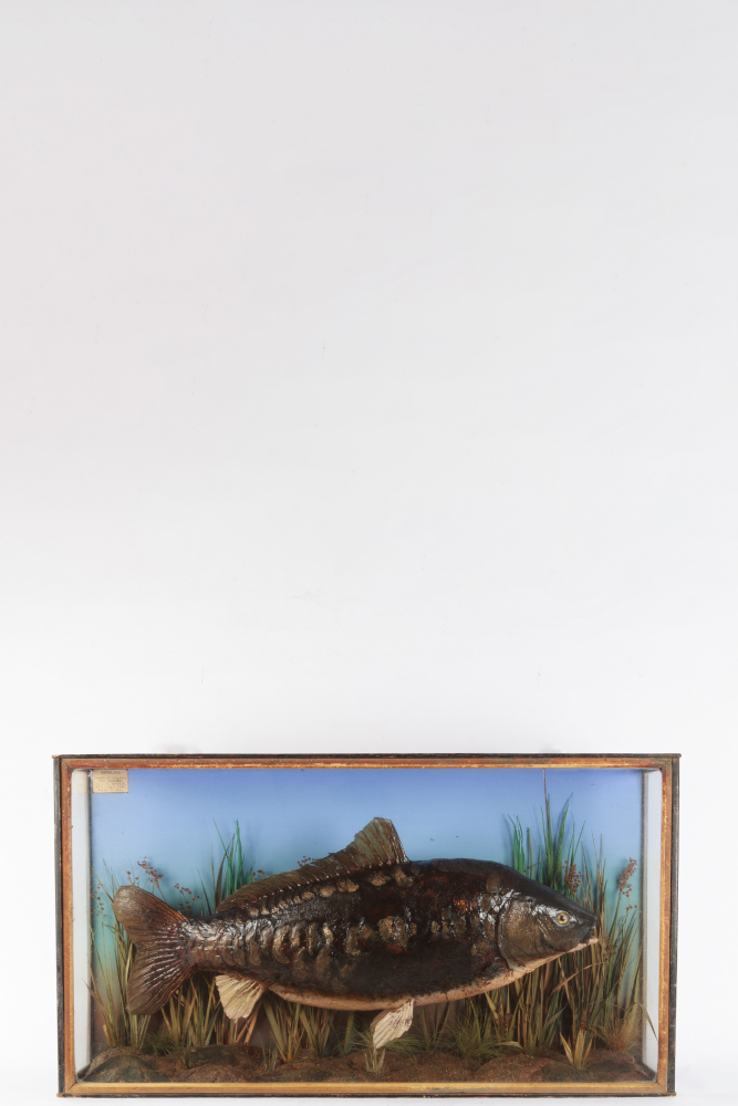 Taxidermy Mirror carp 1934