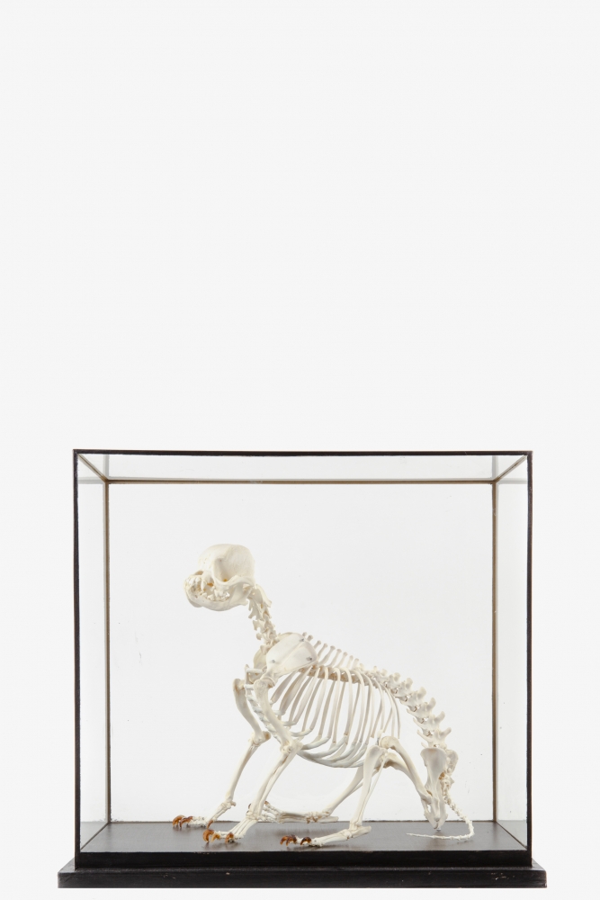 Taxidermy Pug skeleton