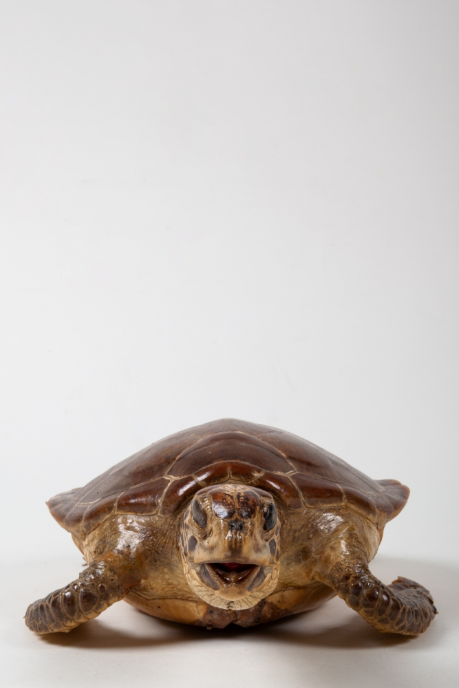 Taxidermy Sea Turtle Circa 1910