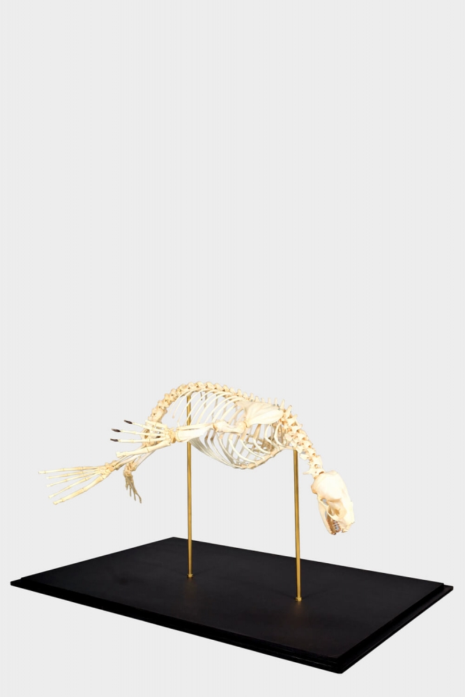 Taxidermy Seal Skeleton