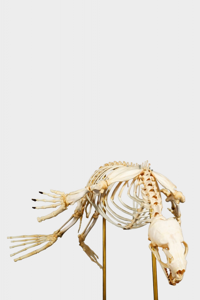 Taxidermy Seal Skeleton
