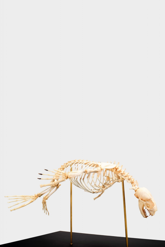 Taxidermy Seal Skeleton