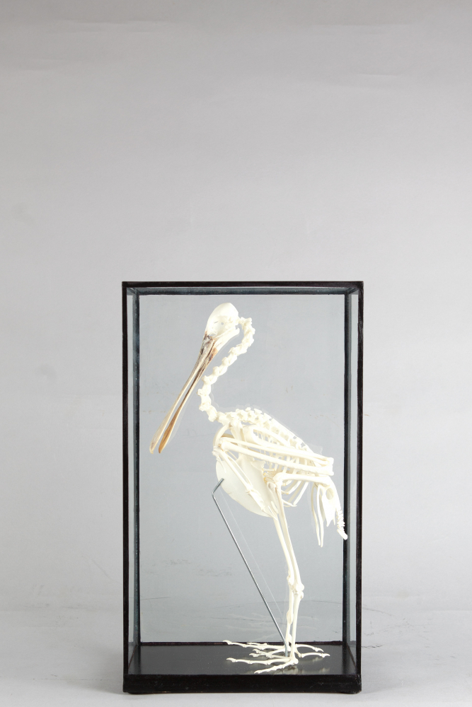 Taxidermy Spoonbill Skeleton