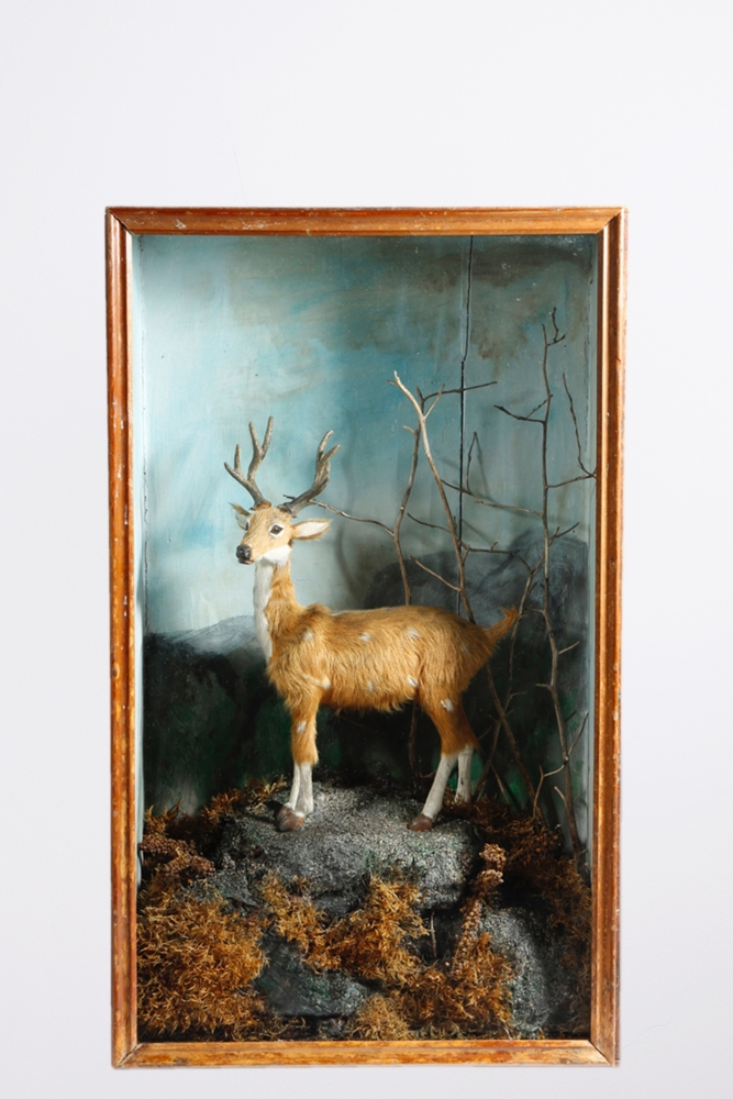 Taxidermy Stag model