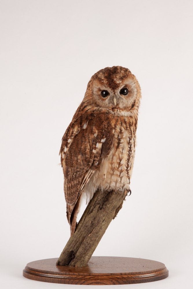 Taxidermy Tawny Owl