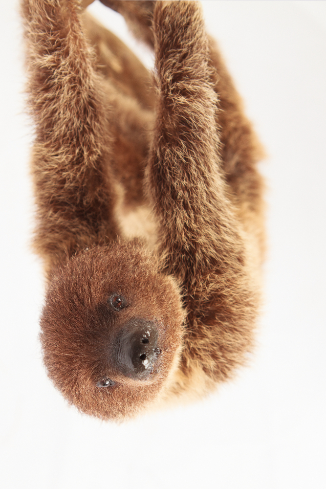 Taxidermy Baby Sloth
