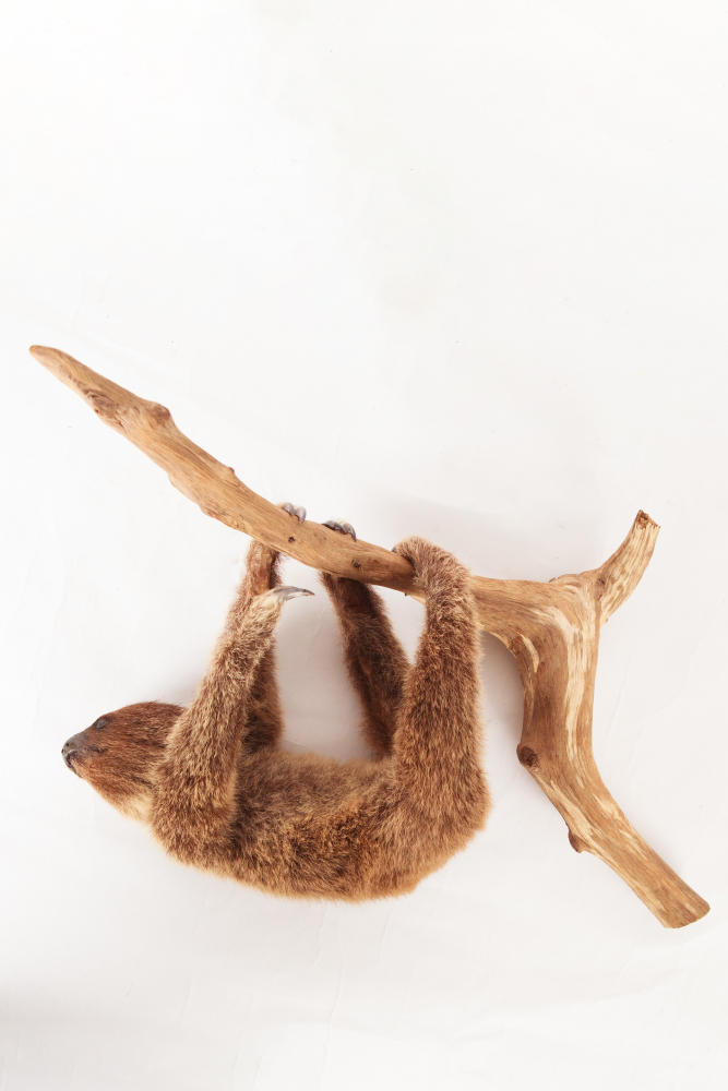 Taxidermy Baby Sloth