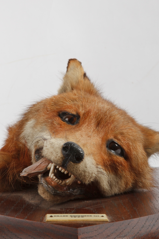 Taxidermy Fox death mask by P. Spicer & sons