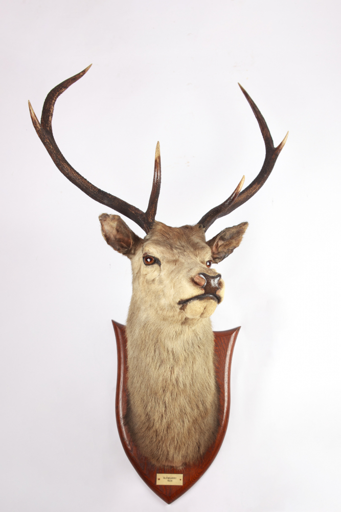 Taxidermy Stag Head. Glengarry 1928. By P. Spicer & Sons of Leamington Spa