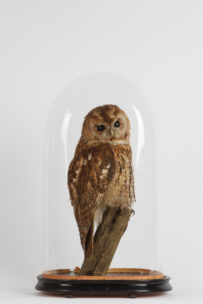 Taxidermy Tawny Owl Dome