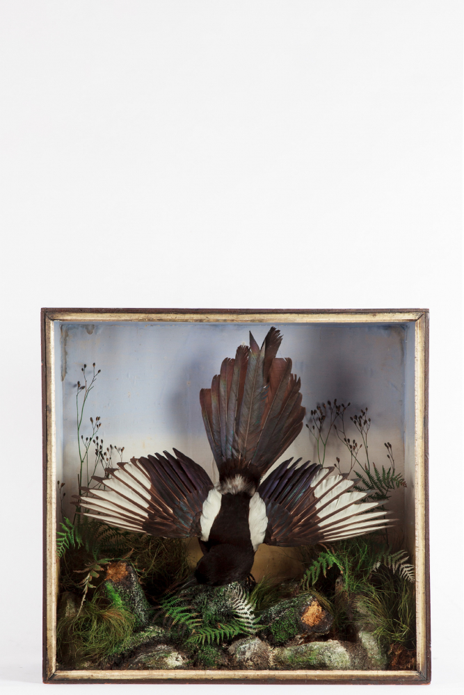 Taxidermy Victorian Magpie Case