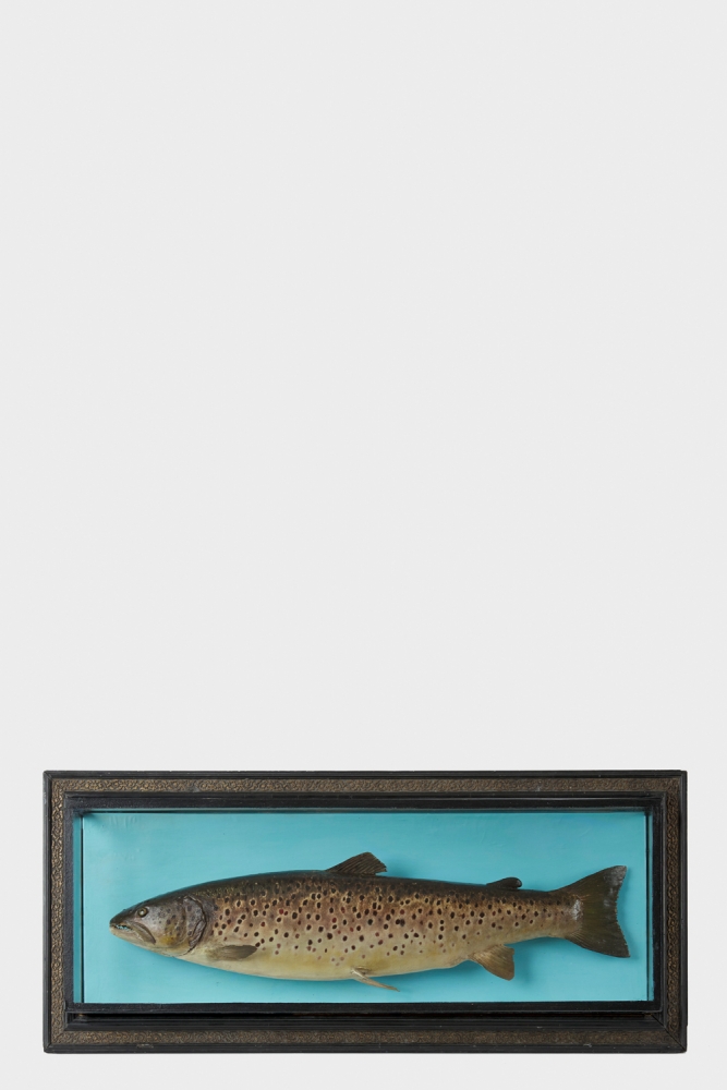Taxidermy Trout Attributed To Malloch Of Perth