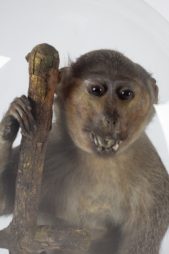 Taxidermy Very large victorian monkey dome