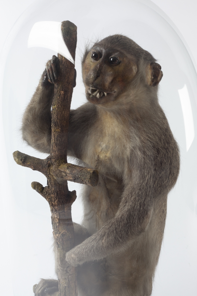 Taxidermy Very large victorian monkey dome