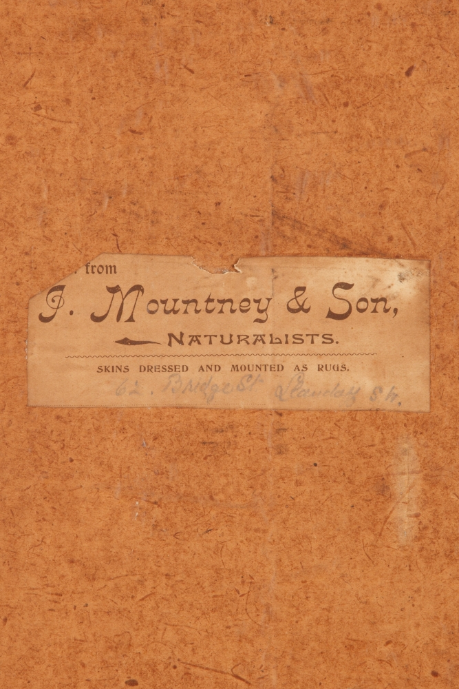 Taxidermy Victorian cased Buzzard by Joseph Mountney & Son
