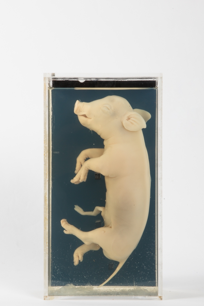 Taxidermy Wet specimen pig