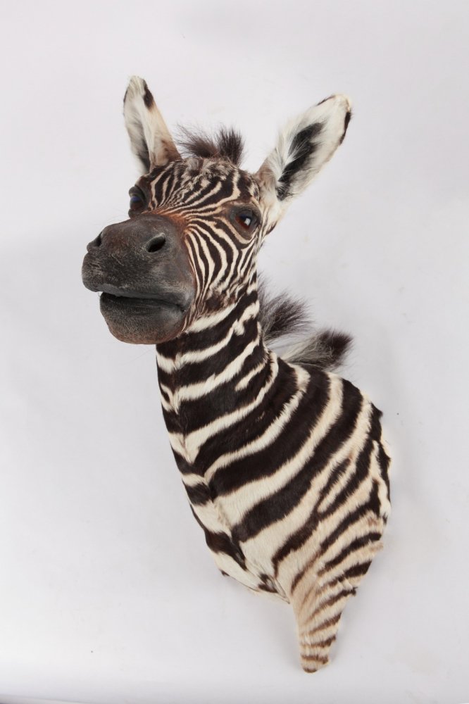 Taxidermy Burchells Zebra Foal Head