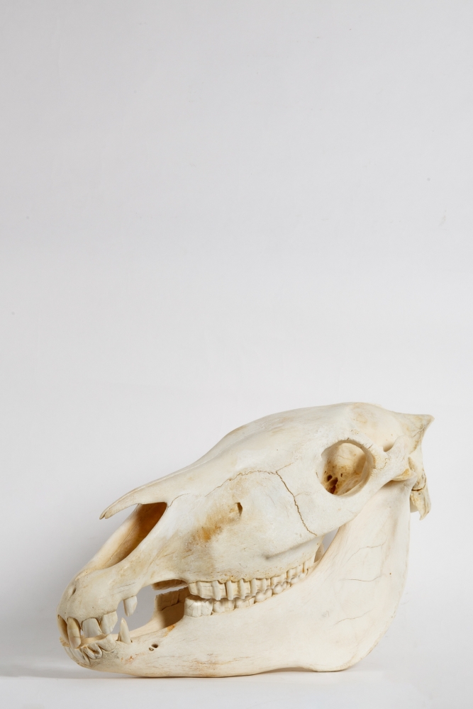 Taxidermy Zebra skull