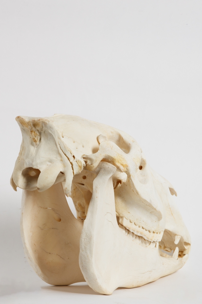 Taxidermy Zebra skull